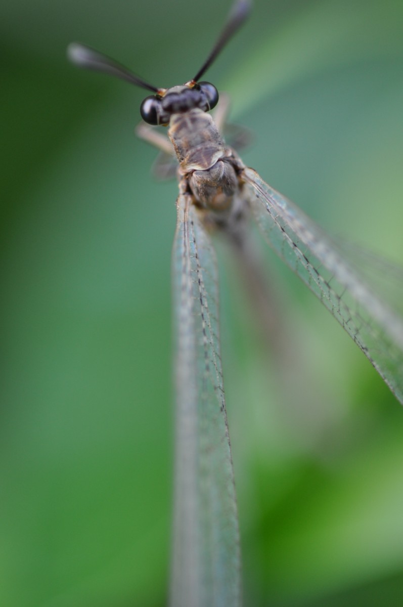 Winged Critter | Shutterbug